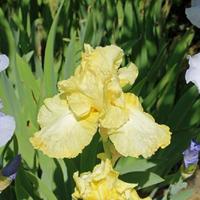 Tall Bearded Iris (Iris 'Lemon Mist') in the Irises Database - Garden.org