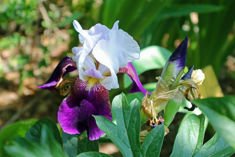 Photo of the bloom of Tall Bearded Iris (Iris 'Helen Collingwood ...