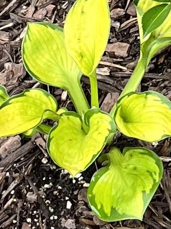 Photo of the entire plant of Hosta 'Rainforest Sunrise' posted by ...