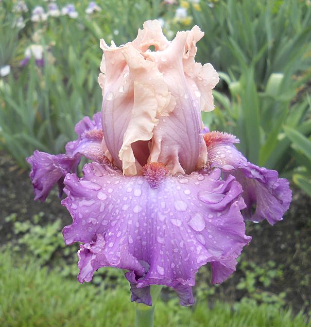 Photo of the bloom of Tall Bearded Iris (Iris 'Top Choice') posted by ...