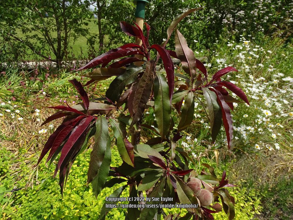 Photo of the entire plant of Peach (Prunus persica 'Crimson Bonfire ...