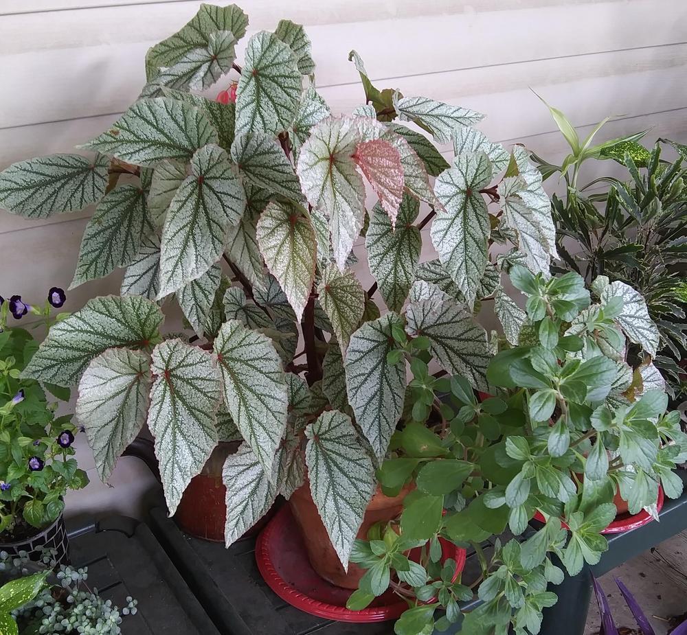 Photo of the entire plant of Begonia 'Frosty' posted by purpleinopp ...