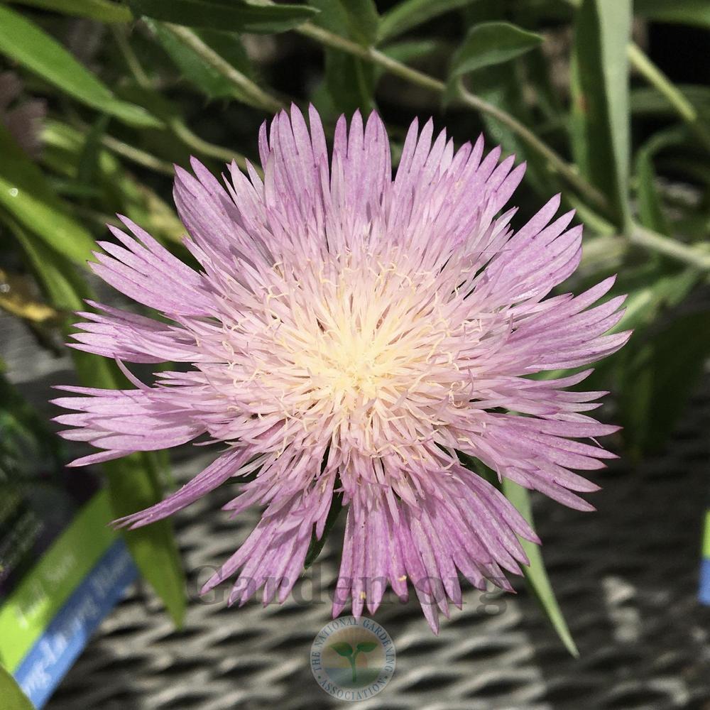 Photo of the bloom of Stokes' Aster (Stokesia laevis 'Colorwheel ...