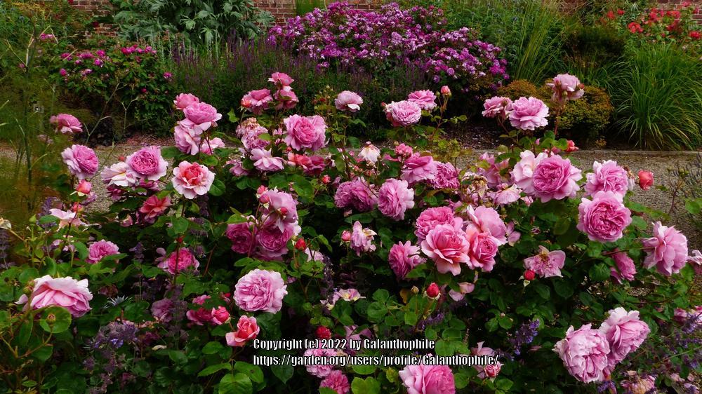 Photo of the entire plant of Rose (Rosa 'Princess Alexandra of Kent ...
