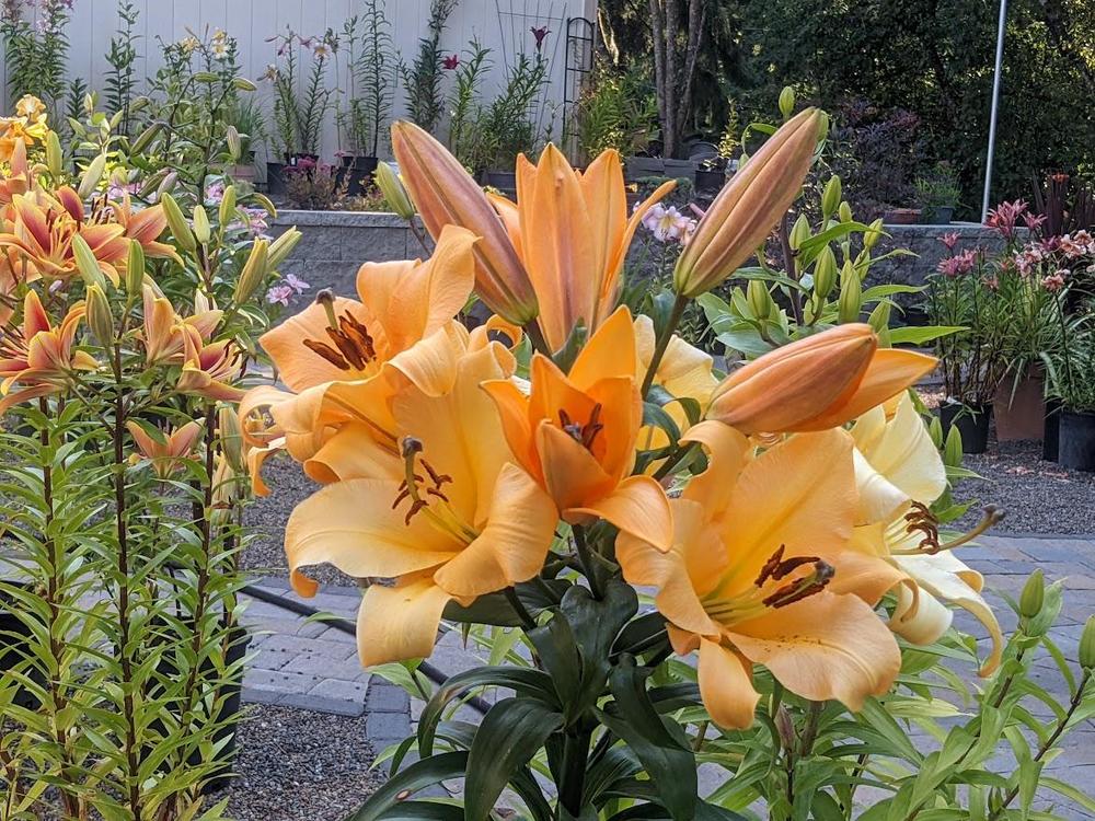 Photo of the bloom of Lily (Lilium 'Saltarello') posted by Joy - Garden.org