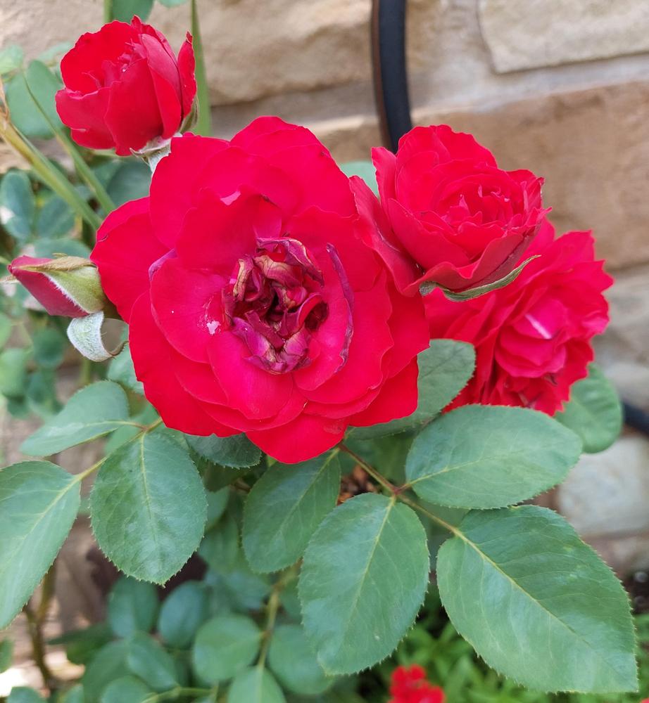 Rose (Rosa 'Obsession') in the Roses Database - Garden.org