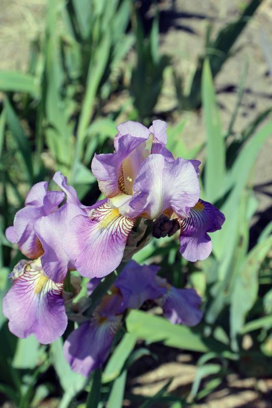 Photo of the bloom of Tall Bearded Iris (Iris 'Queen of May') posted by ...