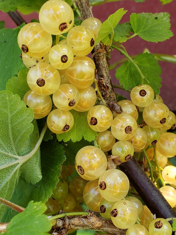 Photo of the fruit of White Currant (Ribes rubrum 'Blanca') posted by ...