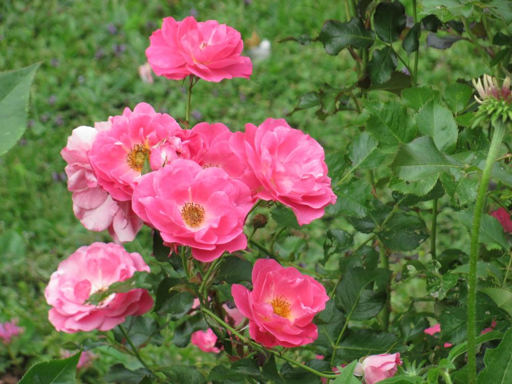 Rose (Rosa 'Aurora Borealis') in the Roses Database - Garden.org