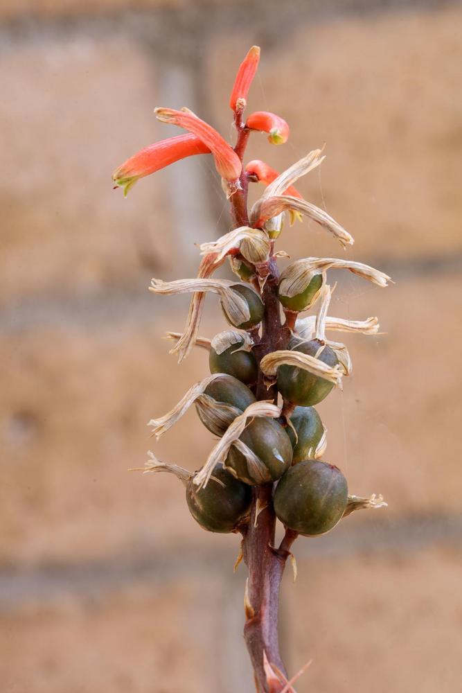 Photo of the fruit of Aloe (Aloe prostrata) posted by Baja_Costero ...