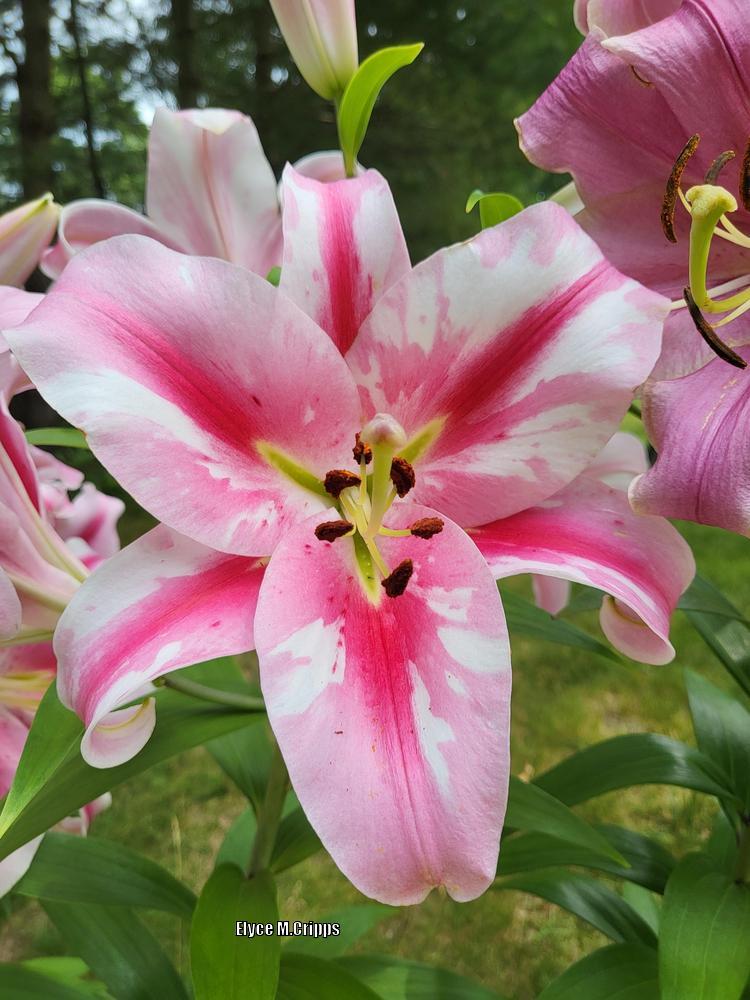 Photo of the bloom of Lily (Lilium 'Frontera') posted by ElyceC ...