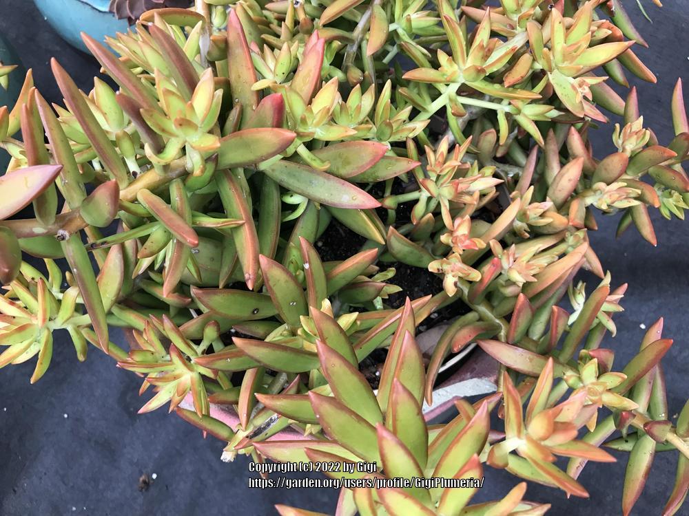 Photo of the bloom of Golden Stonecrop (Sedum adolphi Firestorm ...