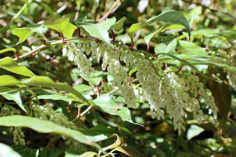 Photo of the bloom of Highland Doghobble (Leucothoe fontanesiana ...