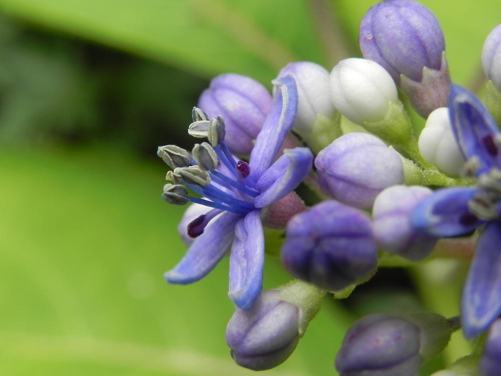 Photo of the bloom of Blue Evergreen Hydrangea (Hydrangea febrifuga ...