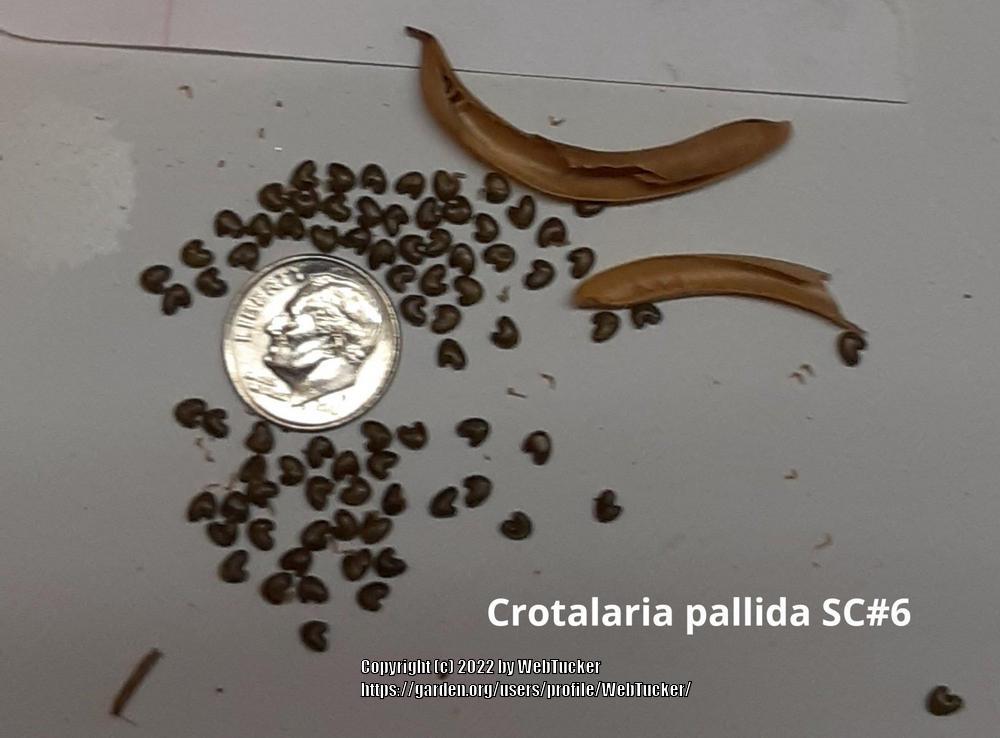 Photo of the seeds of Smooth Rattlebox (Crotalaria pallida) posted by ...