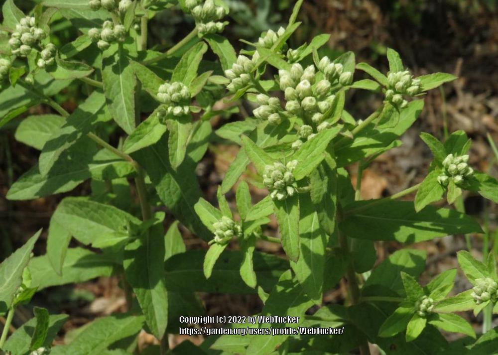 Photo of the entire plant of Stinking Camphorweed (Pluchea foetida ...