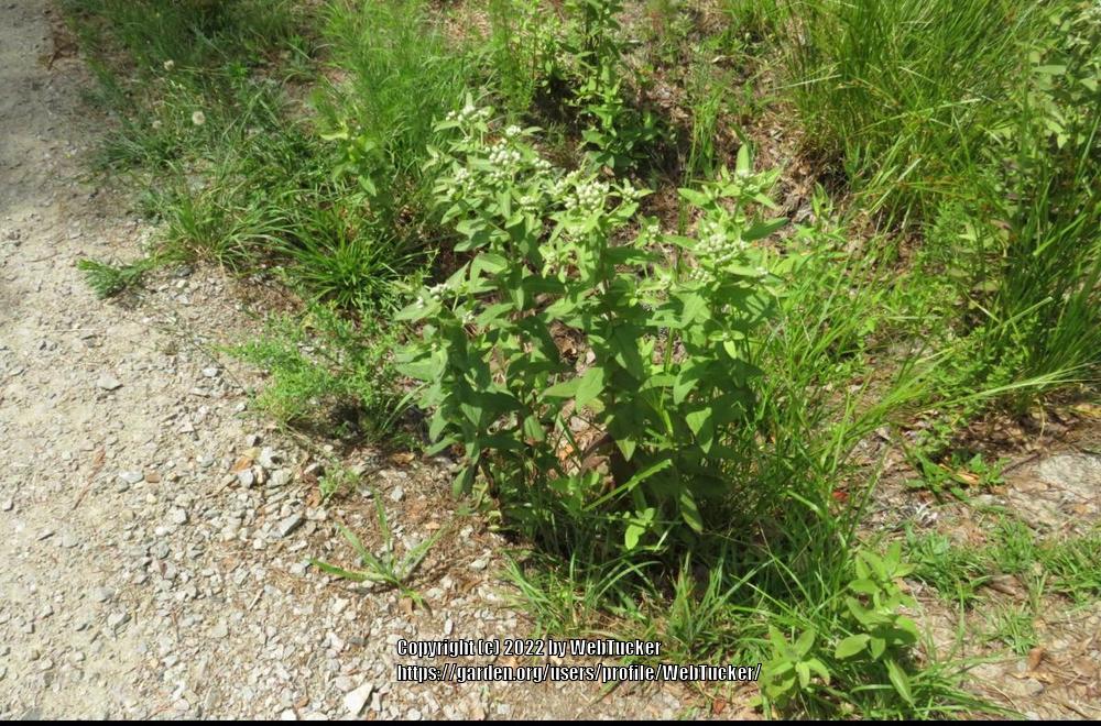 Photo of the entire plant of Stinking Camphorweed (Pluchea foetida ...