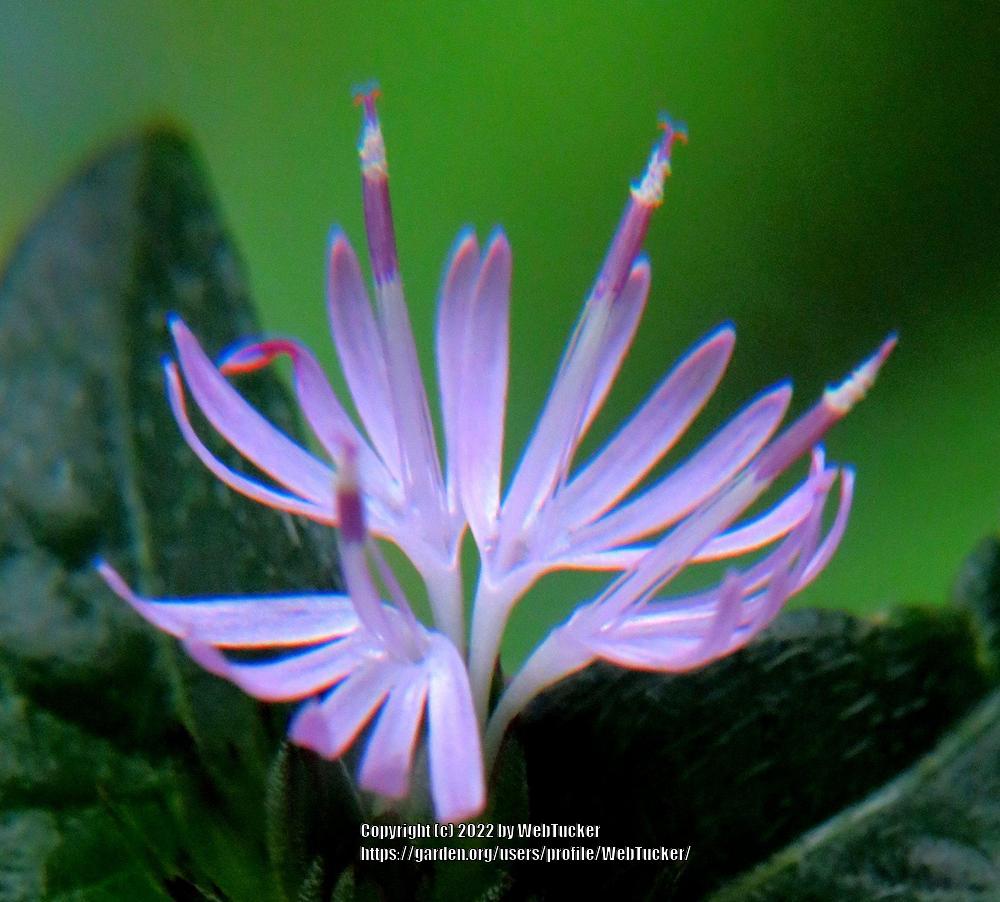 Photo of the stamens, filaments and pistils of Common Elephant's Foot ...