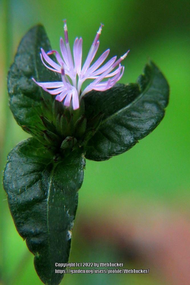 Photo of the bloom of Common Elephant's Foot (Elephantopus tomentosus ...