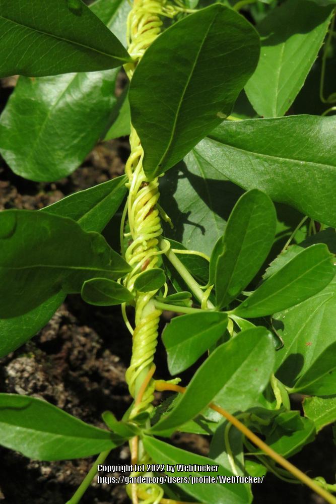 Photo of the stem, scape, stalk or bark of Compact Dodder (Cuscuta ...