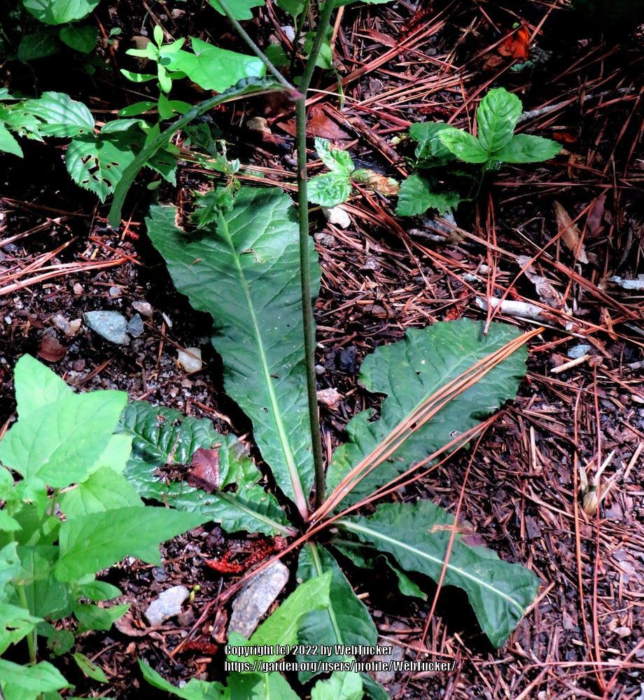 Photo of the leaves of Common Elephant's Foot (Elephantopus tomentosus ...