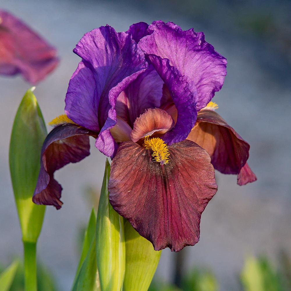 Photo of the bloom of Arilbred Iris (Iris 'Omar's Torch') posted by ...