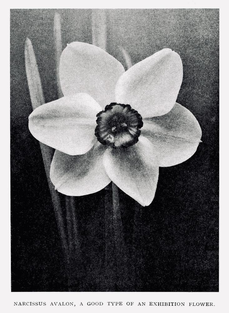 Photo of the documentation of Small Cupped Daffodil (Narcissus 'Avalon ...