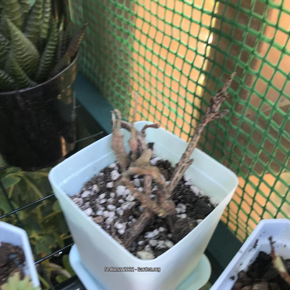 Photo of the entire plant of Dead Stick Plant (Euphorbia platyclada ...