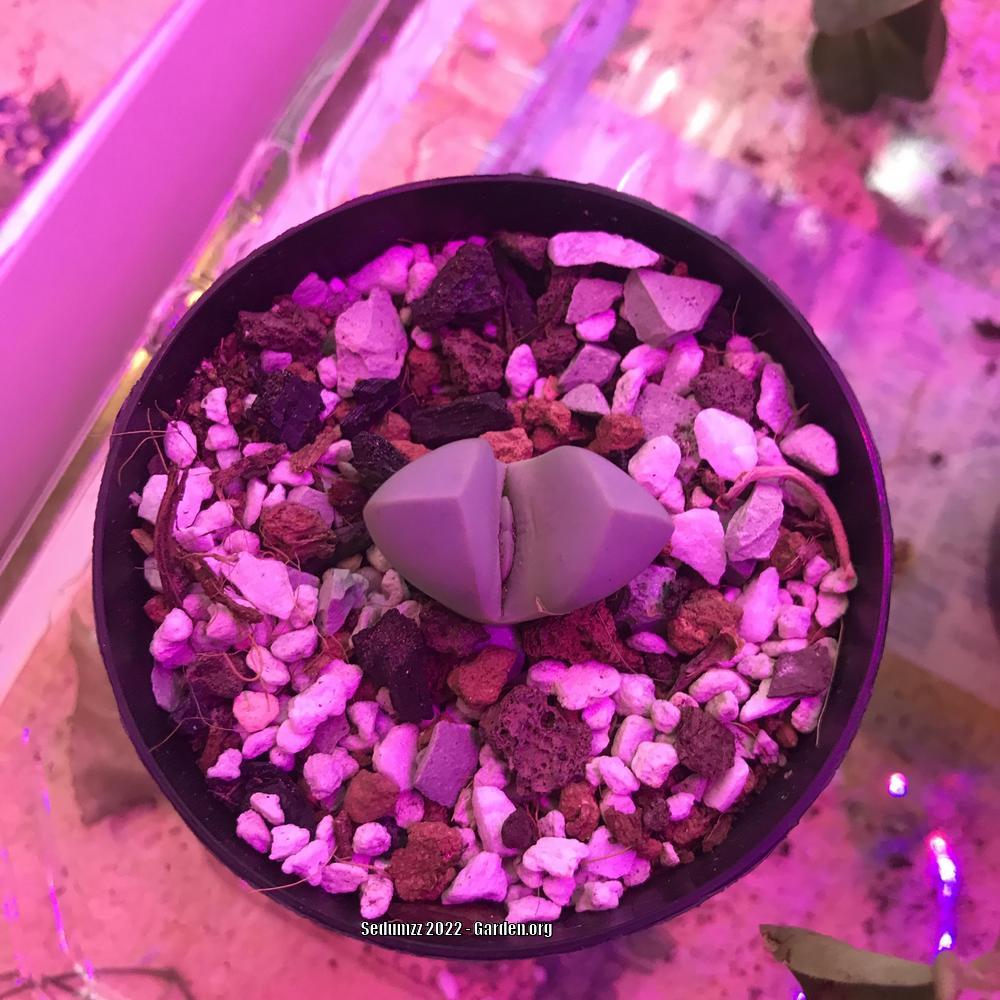 Photo of the entire plant of Karoo Rose (Lapidaria margaretae) posted ...