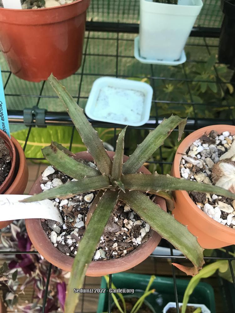 Photo of the entire plant of Aloe (Aloe prostrata) posted by sedumzz ...