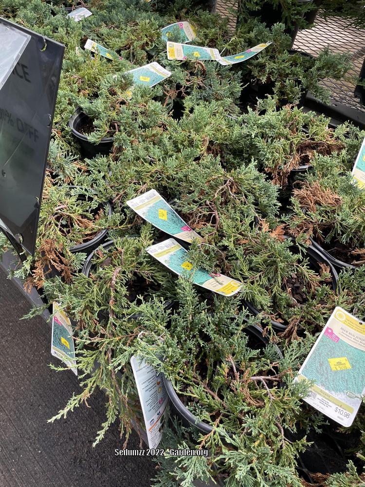 Photo of the entire plant of Creeping Juniper (Juniperus horizontalis ...
