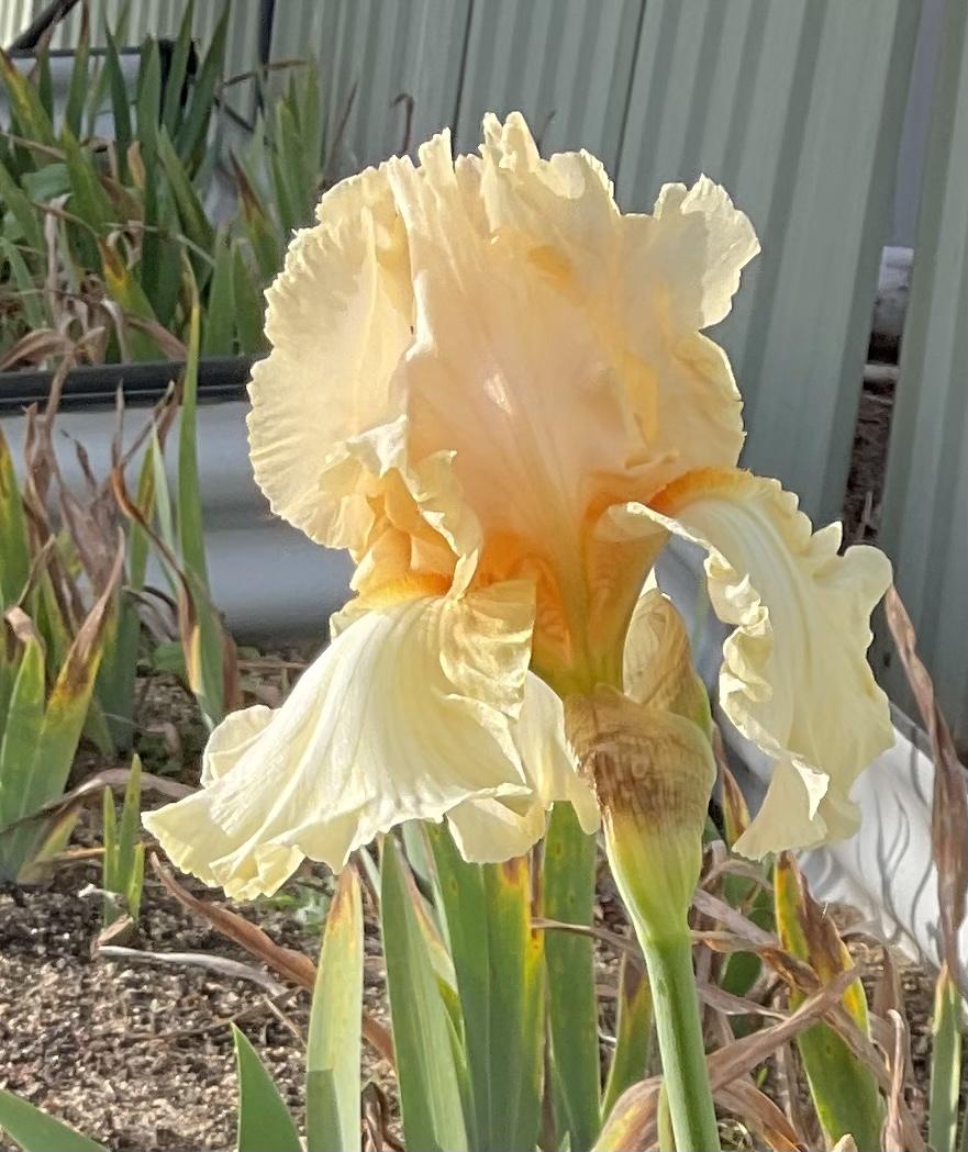 Tall Bearded Iris Identification Website in the Irises forum - Garden.org