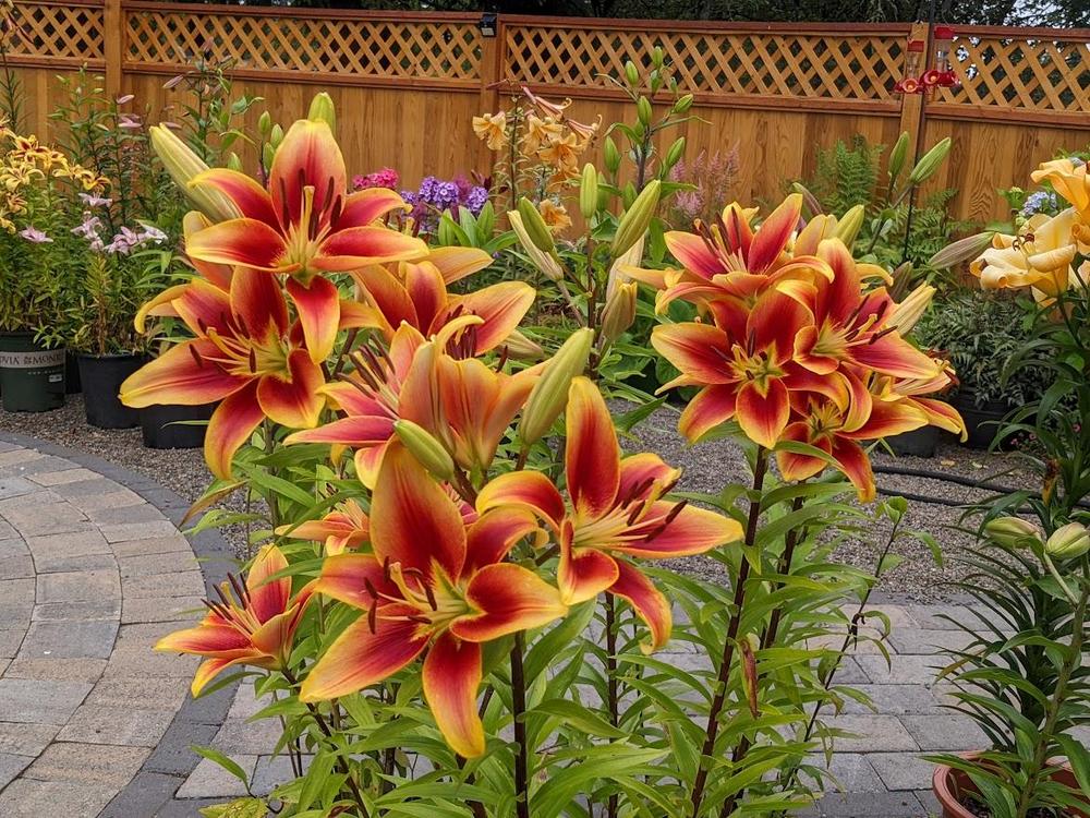 Photo of the entire plant of Lily (Lilium 'Kaveri') posted by Joy ...