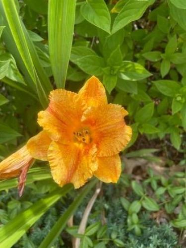 Daylily label wrong? in the Daylilies forum - Garden.org