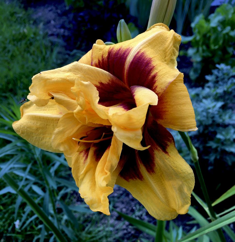 Photo of the bloom of Daylily (Hemerocallis 'Double Bold One') posted by RonNY - Garden.org