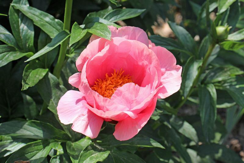 Photo of the bloom of Peony (Paeonia 'Lovely Rose') posted by ...