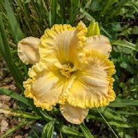 Photo of the bloom of Daylily (Hemerocallis 'Riley Angeline') posted by ...