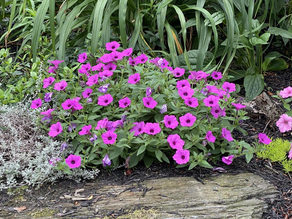Photo of the entire plant of Multiflora Spreading/Trailing Petunia ...