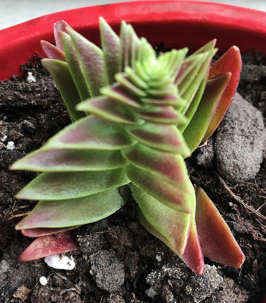 Photo of the entire plant of Red Pagoda (Crassula tabularis) posted by ...