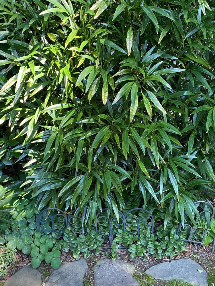 Photo of the entire plant of Aucuba japonica 'Fujikawa' posted by ...