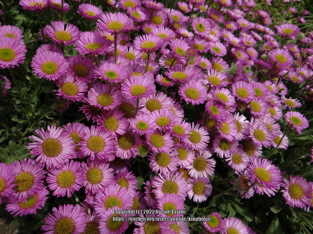 Photo of the bloom of Daisy Fleabane (Erigeron 'Sea Breeze') posted by ...