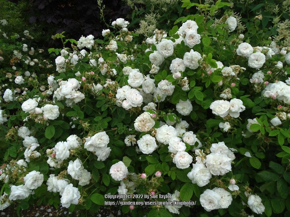Rose (Rosa 'Madame Hardy') in the Roses Database - Garden.org