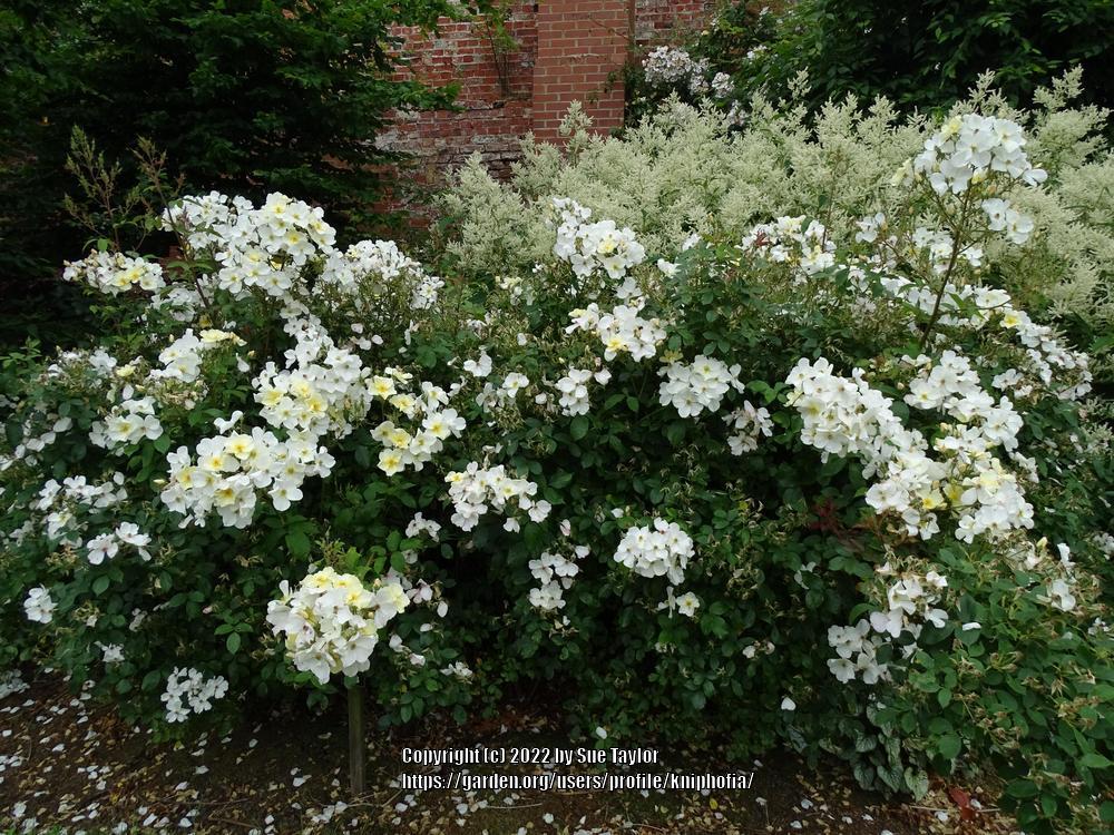 Photo of the entire plant of Rose (Rosa 'Kew Gardens') posted by ...