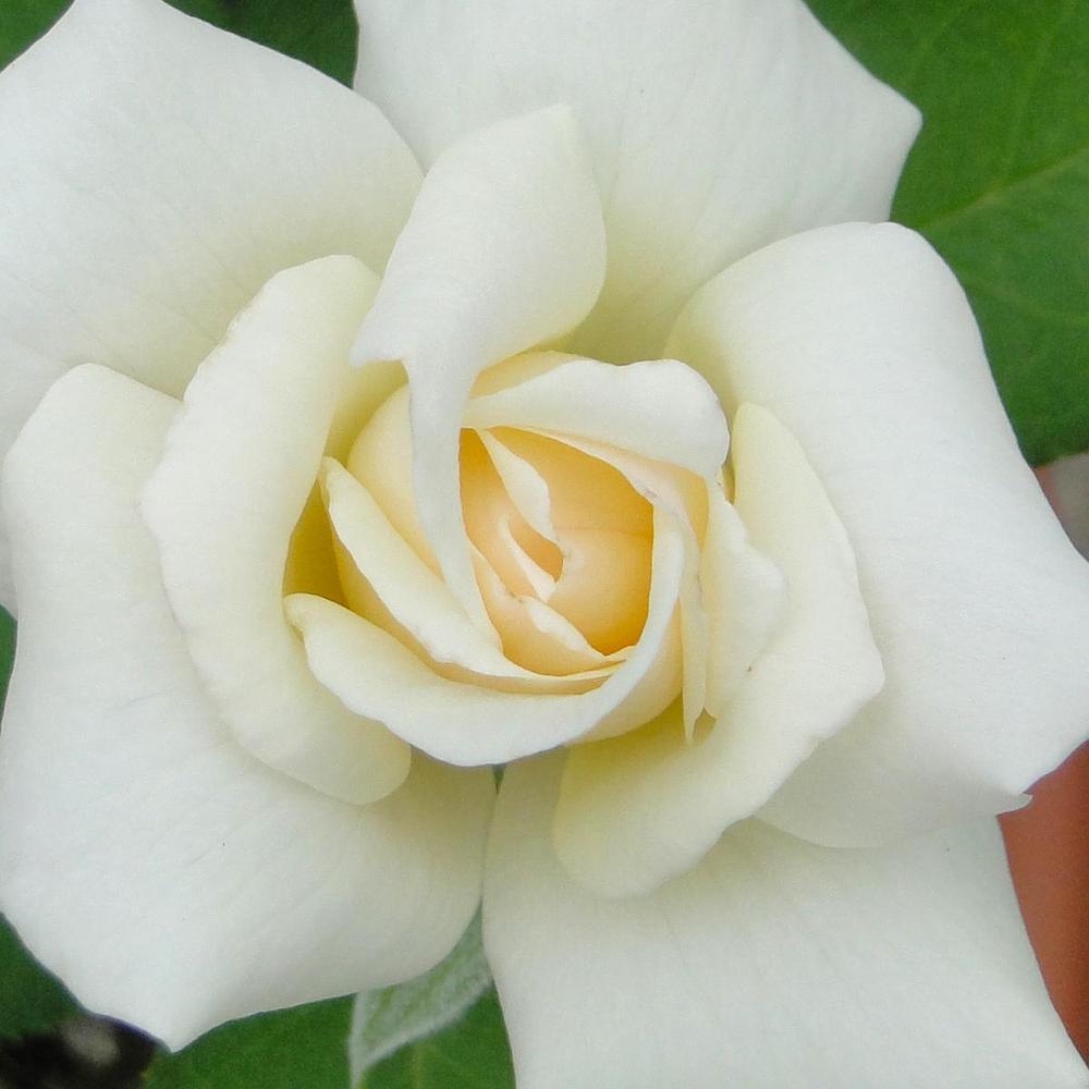 Rose (Rosa 'Easy Spirit') in the Roses Database - Garden.org