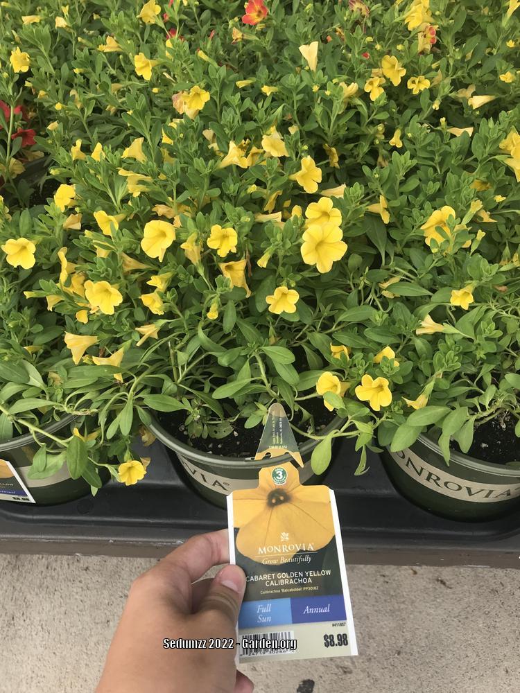 Photo of the entire plant of Million Bells (Calibrachoa Cabaret™ Golden ...