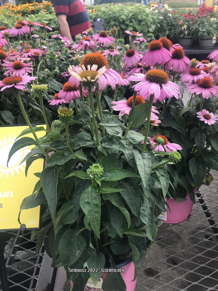 Purple Coneflower (Echinacea 'Prairie Splendor') in the Coneflowers ...