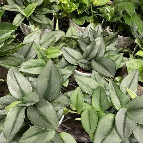 Sterling Silver Scindapsus (Scindapsus treubii 'Moonlight') - Garden.org