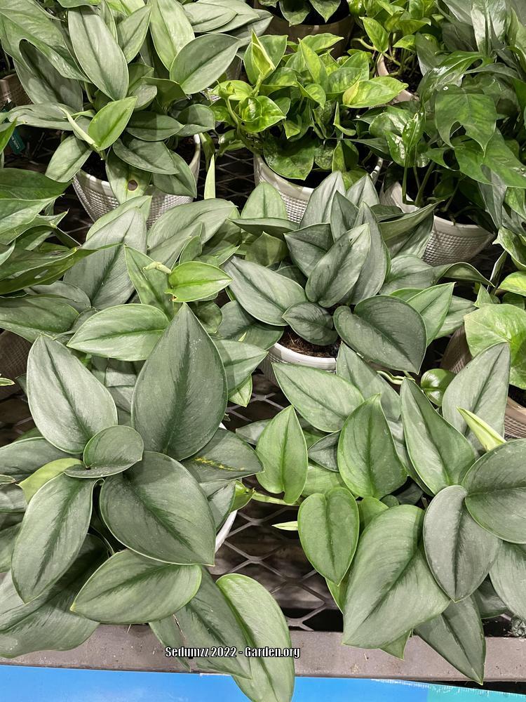 Sterling Silver Scindapsus (Scindapsus treubii 'Moonlight') - Garden.org