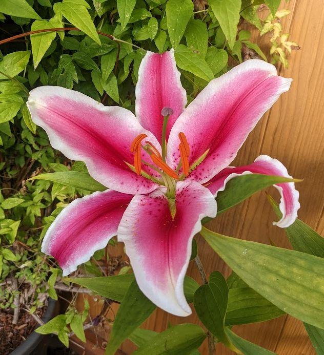 Photo of the bloom of Lily (Lilium 'Hachi') posted by Joy - Garden.org