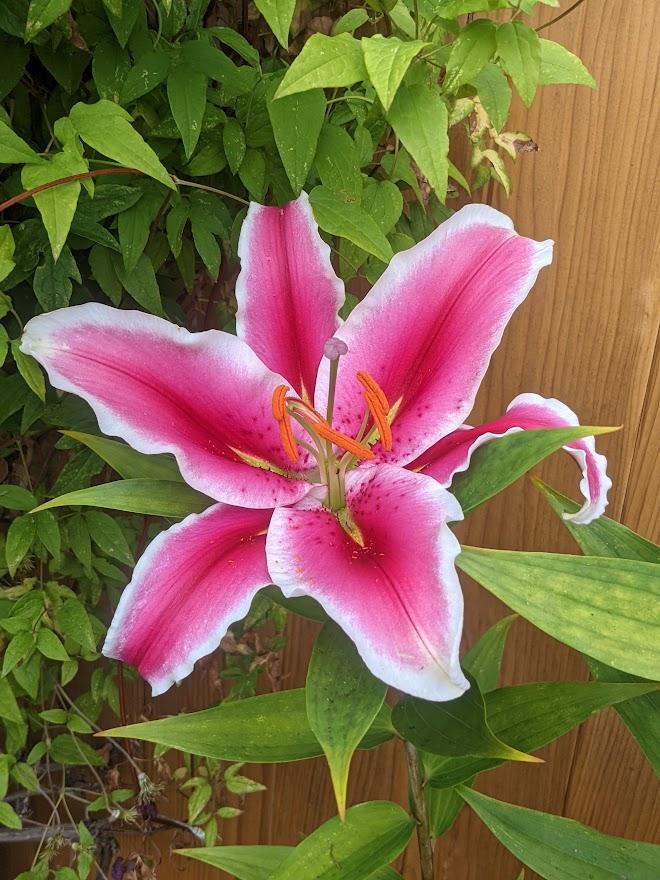 Photo of the bloom of Lily (Lilium 'Hachi') posted by Joy - Garden.org